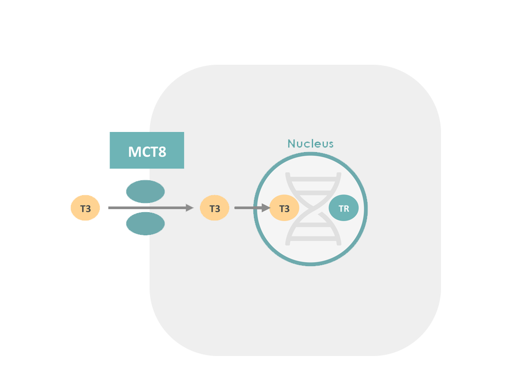 MCT8 Deficiency (AHDS) – priZm Therapeutics